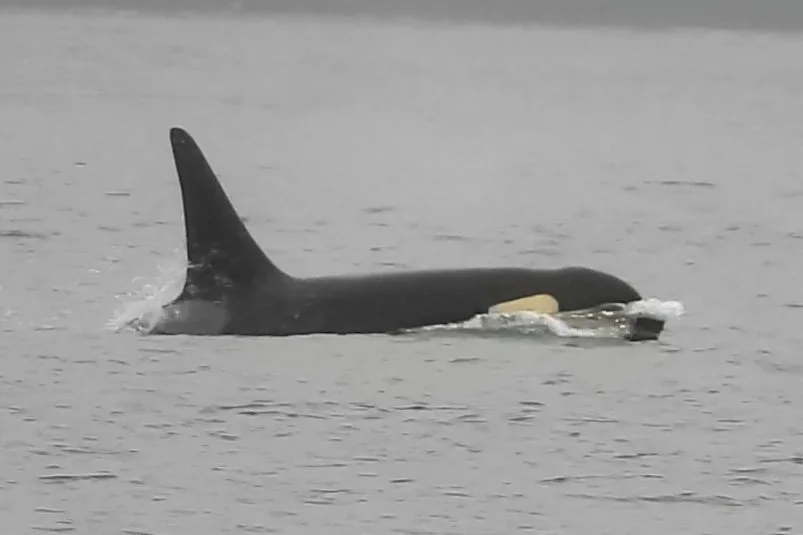Meet the Southern Residents — Orca Conservancy