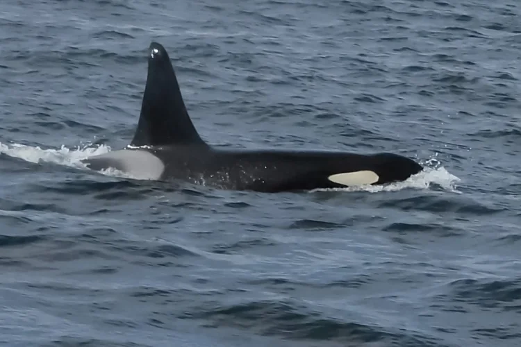 Meet the Southern Residents — Orca Conservancy