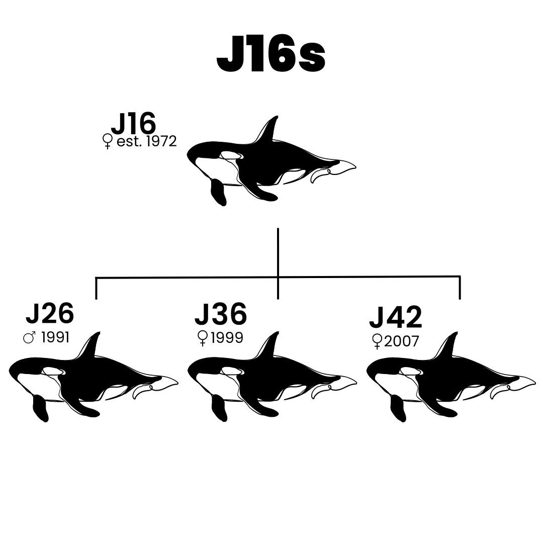 Meet the Southern Residents — Orca Conservancy