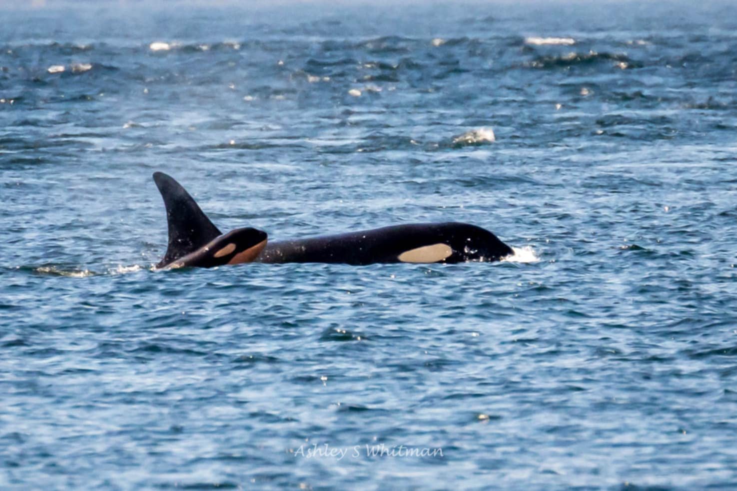 Remembering L128 — Orca Conservancy