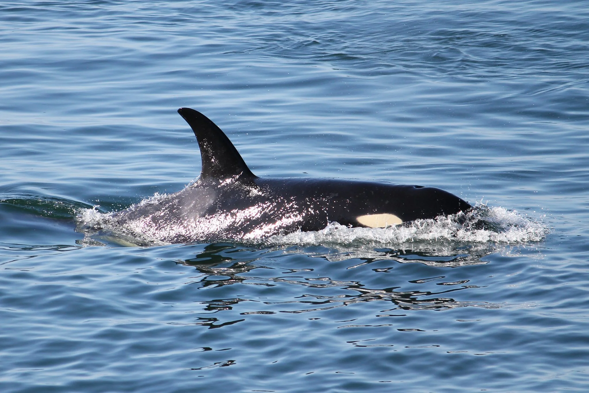 Meet the Southern Residents — Orca Conservancy