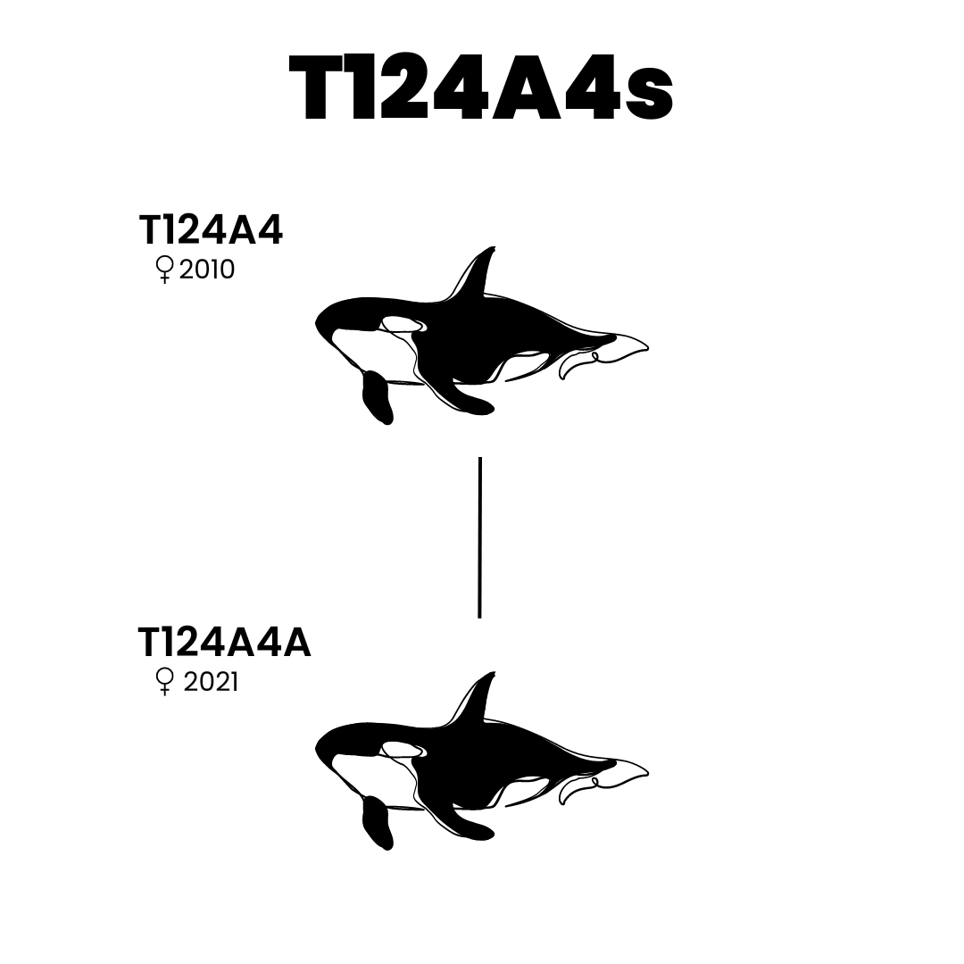 Transient Killer Whales — Orca Conservancy
