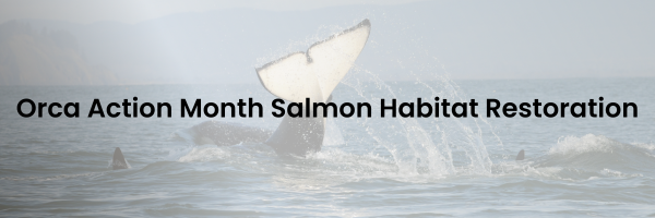 Orca Action Month Salmon Habitat Restoration — Orca Conservancy