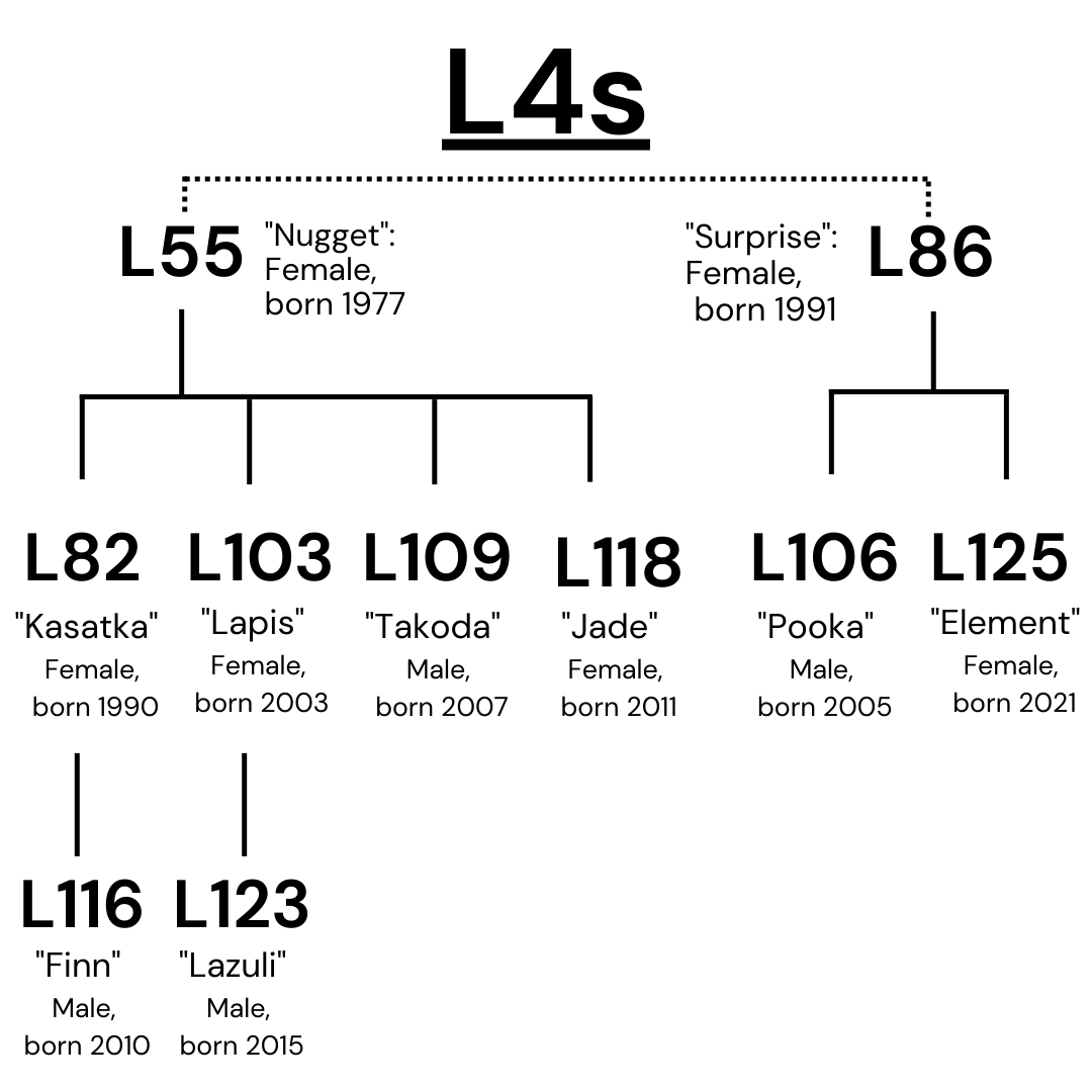 Meet the Southern Residents — Orca Conservancy