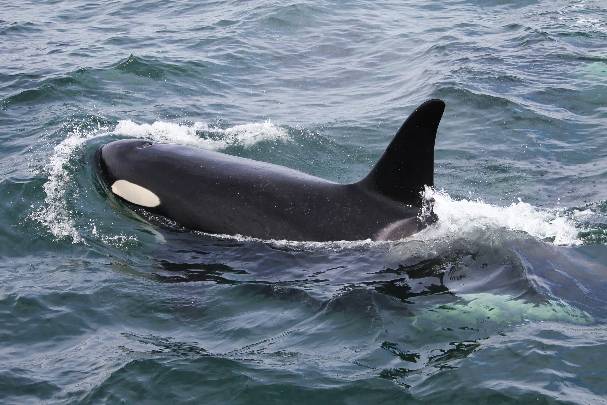 Meet the Southern Residents — Orca Conservancy