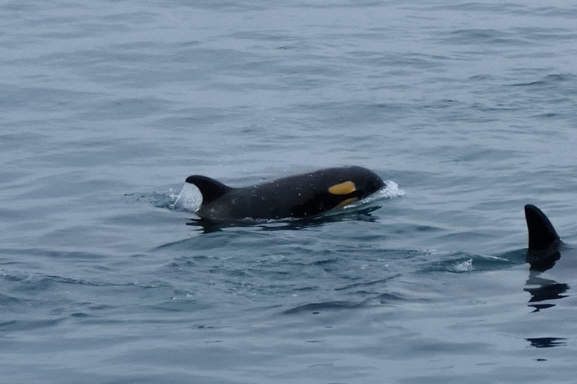 Meet the Southern Residents — Orca Conservancy