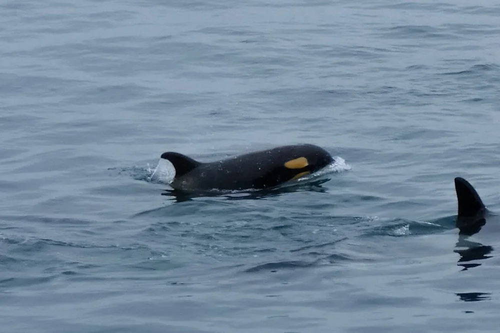 Meet the Southern Residents — Orca Conservancy