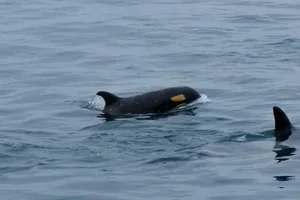 Meet the Southern Residents — Orca Conservancy