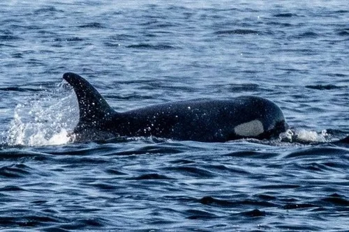 Meet the Southern Residents — Orca Conservancy