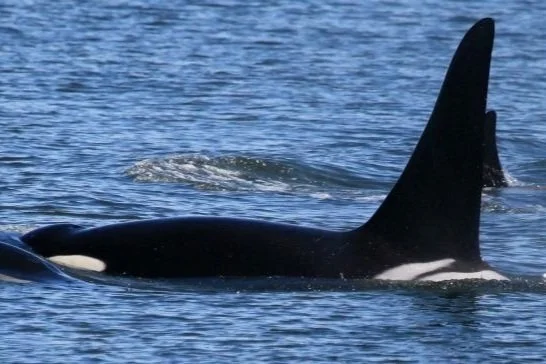 Meet the Southern Residents — Orca Conservancy