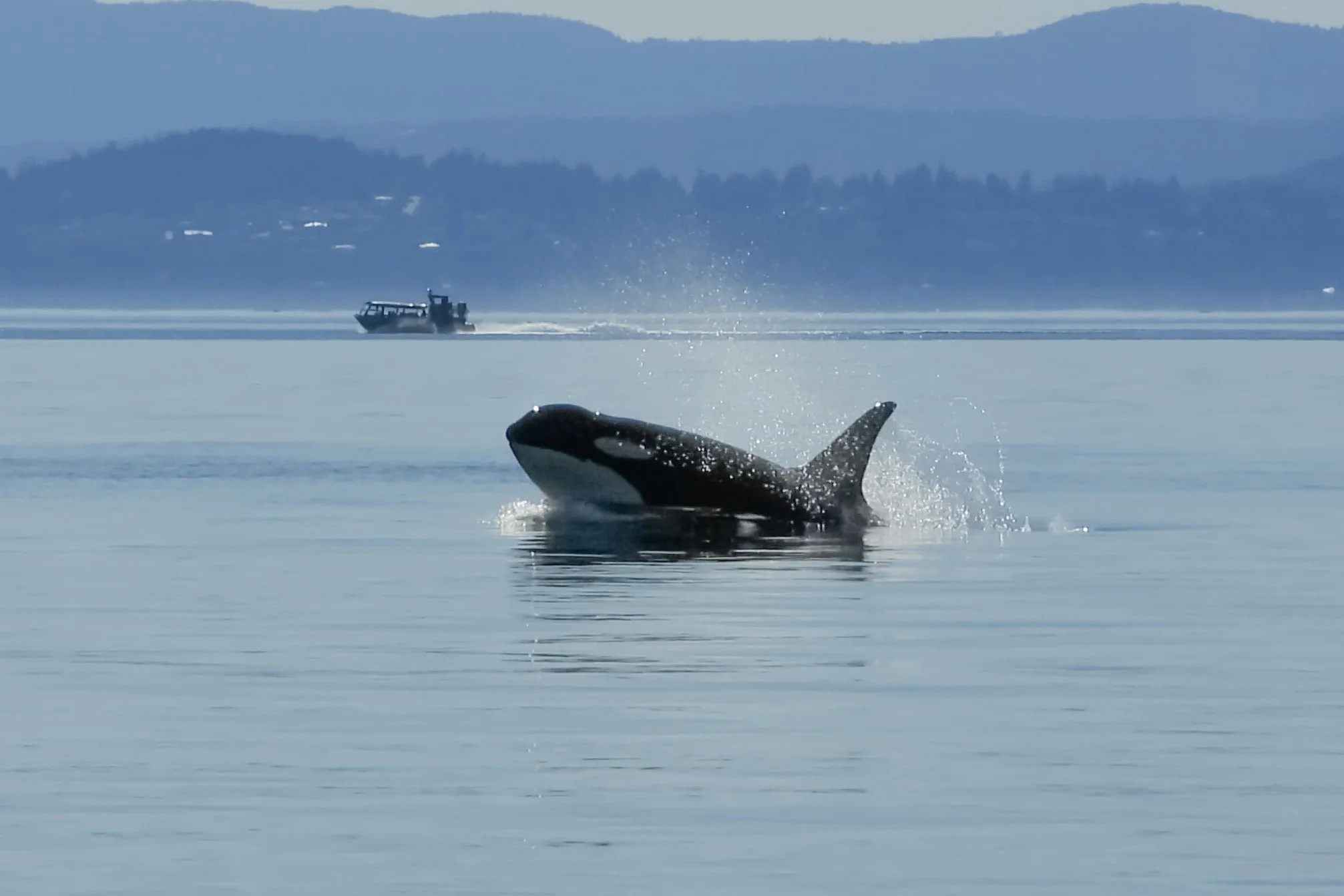 Meet the Southern Residents — Orca Conservancy