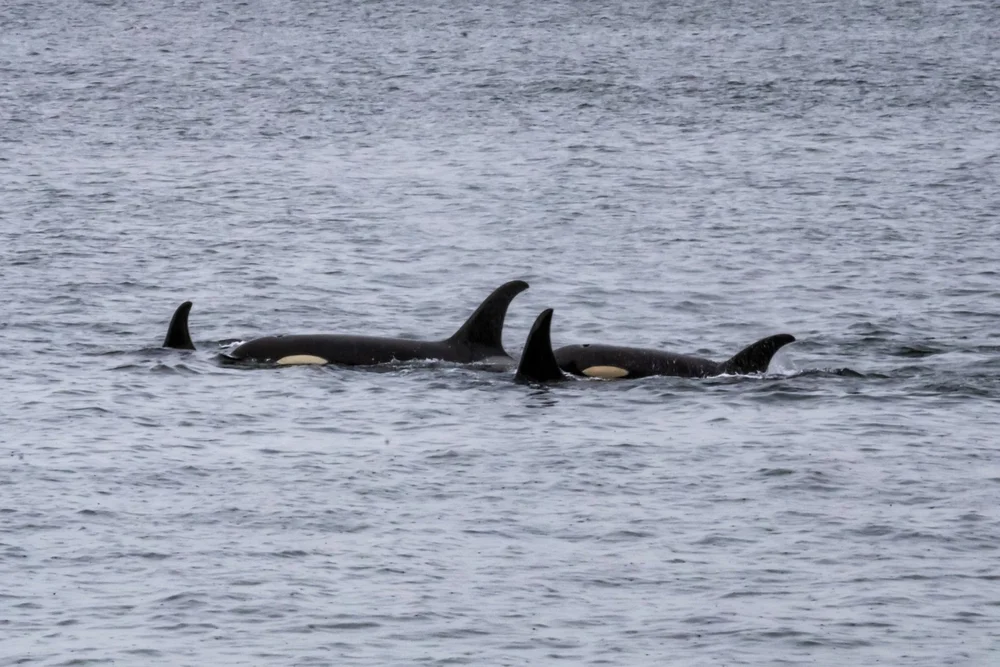 Northern Resident Killer Whales — Orca Conservancy