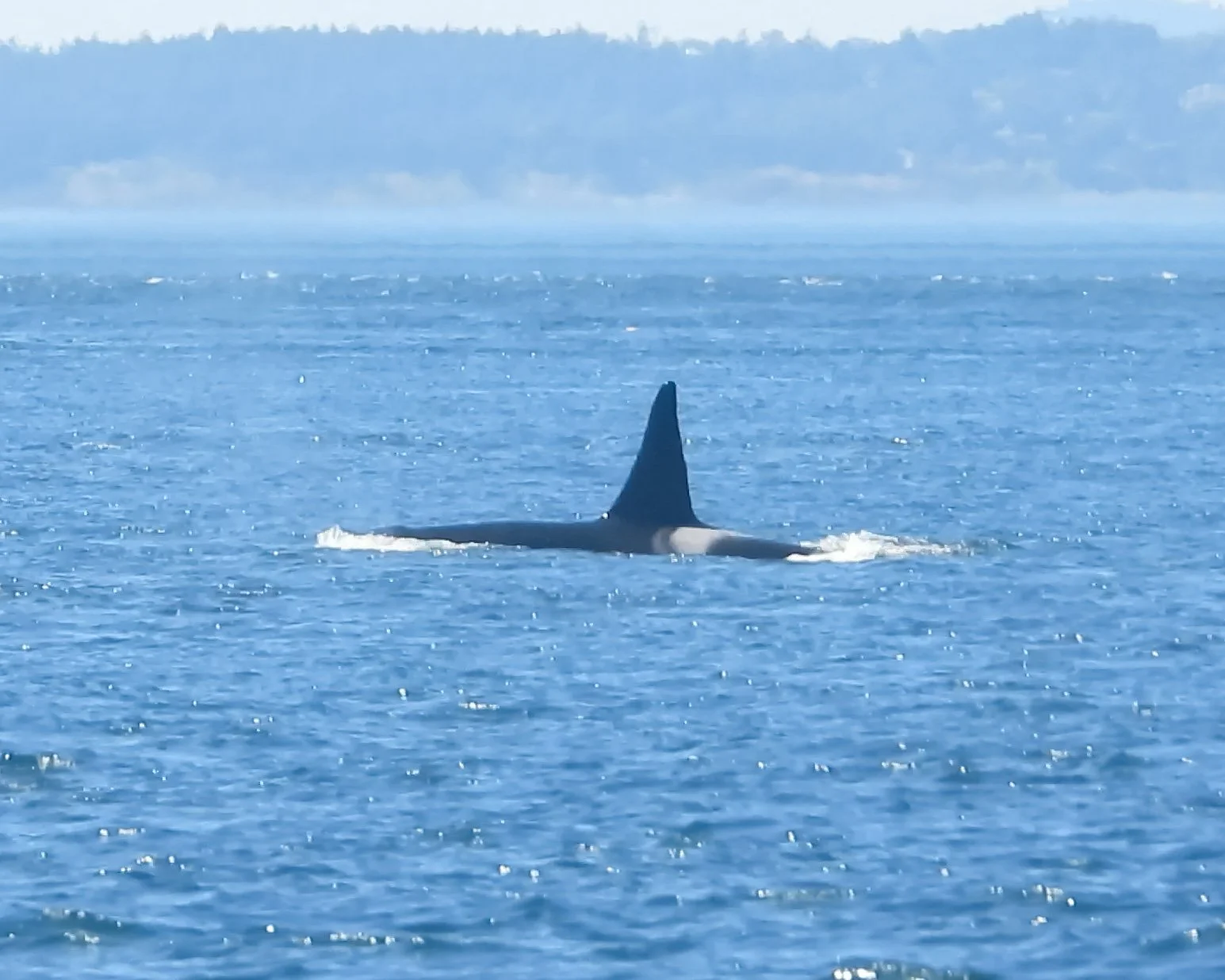 Meet the Southern Residents — Orca Conservancy