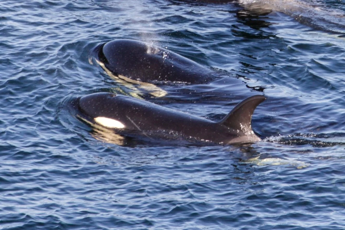 Meet the Southern Residents — Orca Conservancy