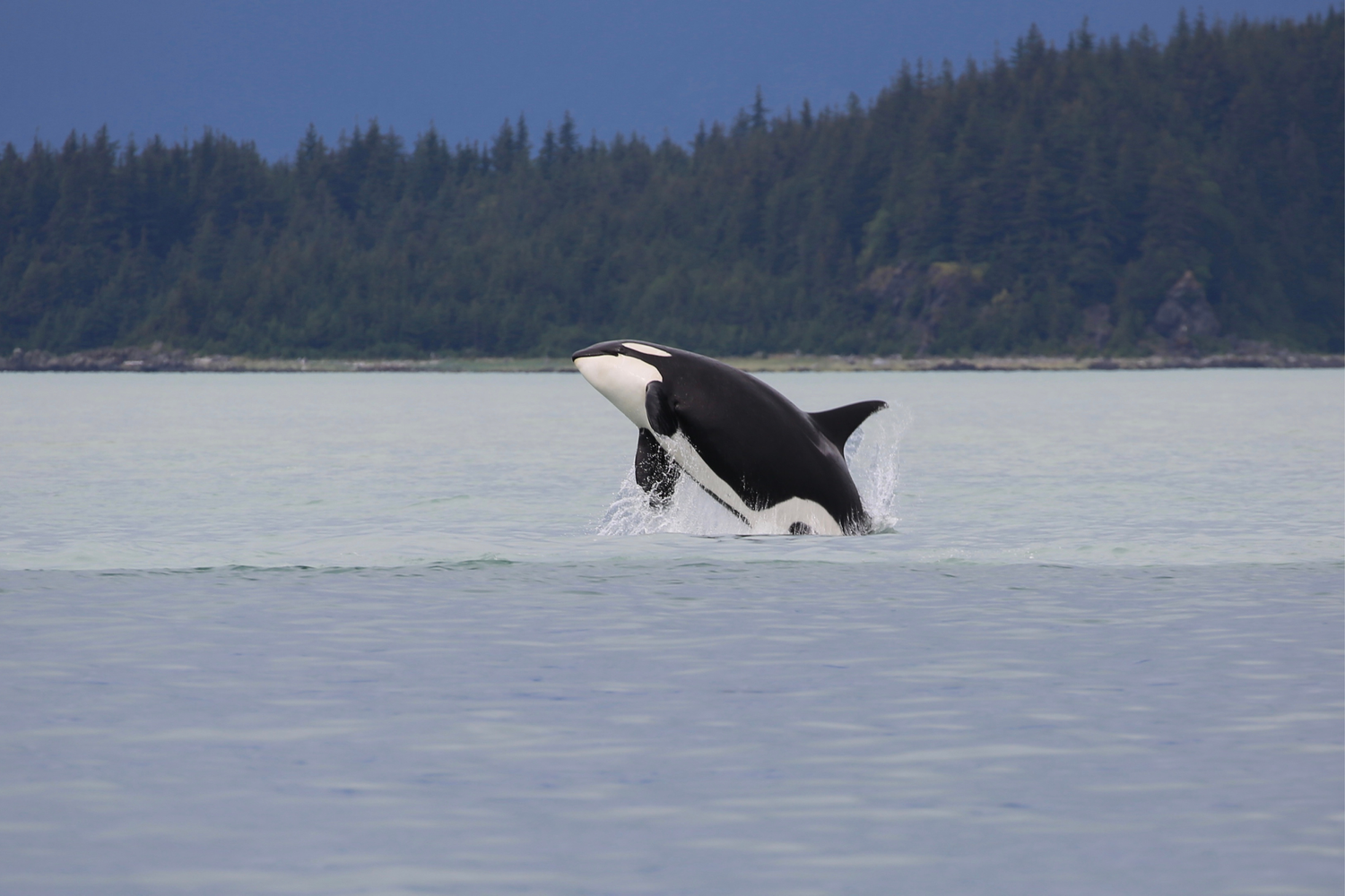 Contact 1 — Orca Conservancy