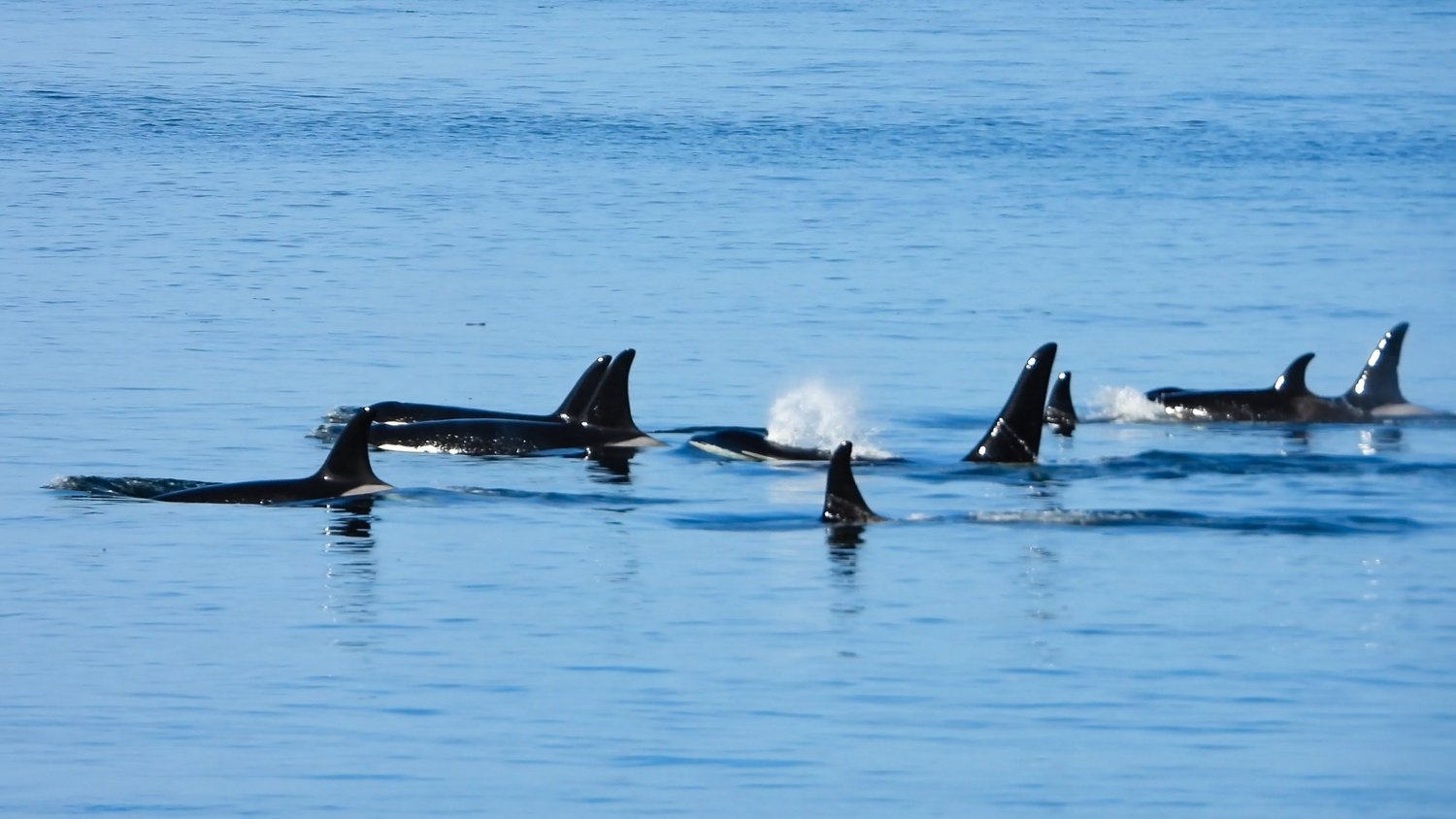 Conservation Policies — Orca Conservancy