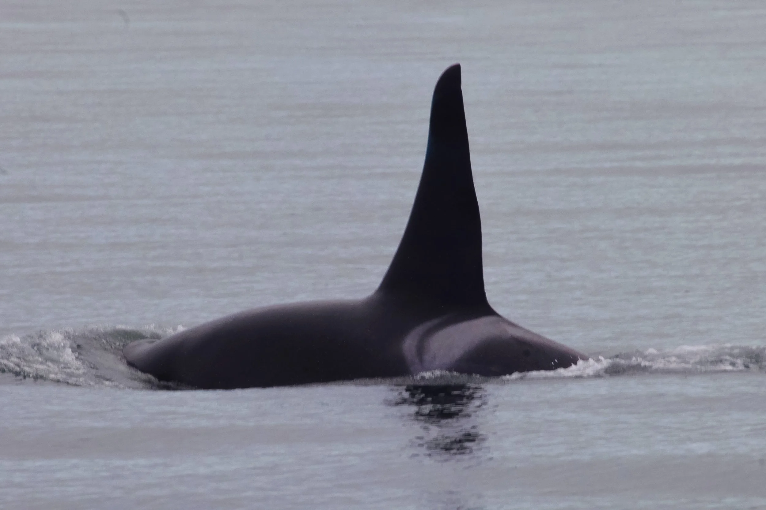 Meet the Southern Residents — Orca Conservancy