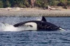 Transient Killer Whales — Orca Conservancy