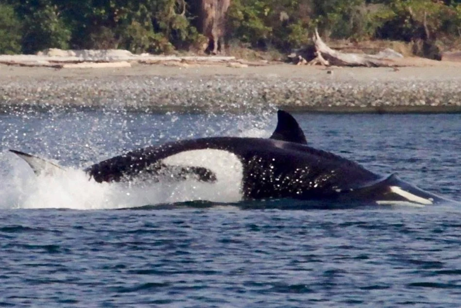 Transient Killer Whales — Orca Conservancy