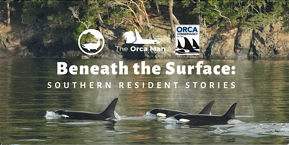 Orca Action Month — Beneath the Surface: Southern Resident Stories — Orca Conservancy