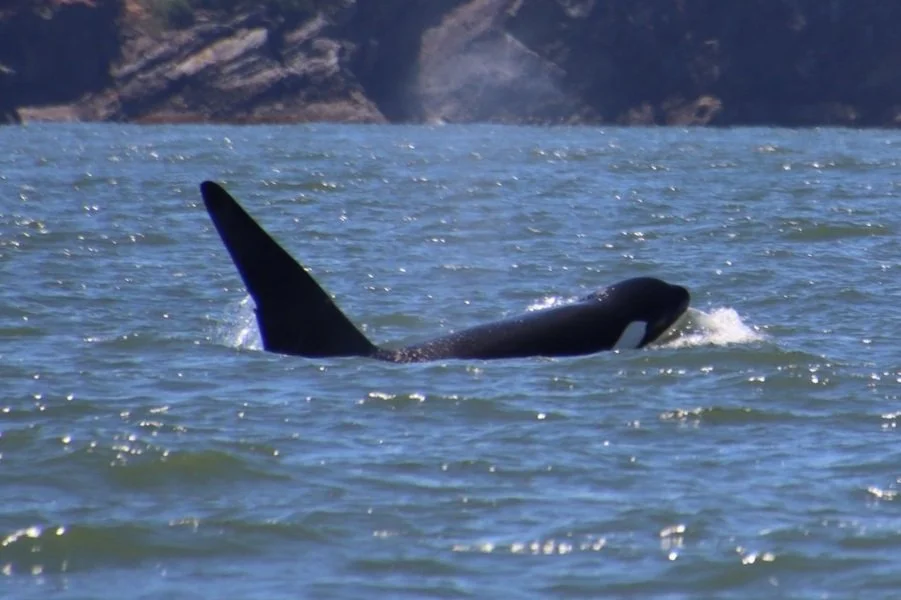 Transient Killer Whales — Orca Conservancy