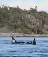 Transient Killer Whales — Orca Conservancy