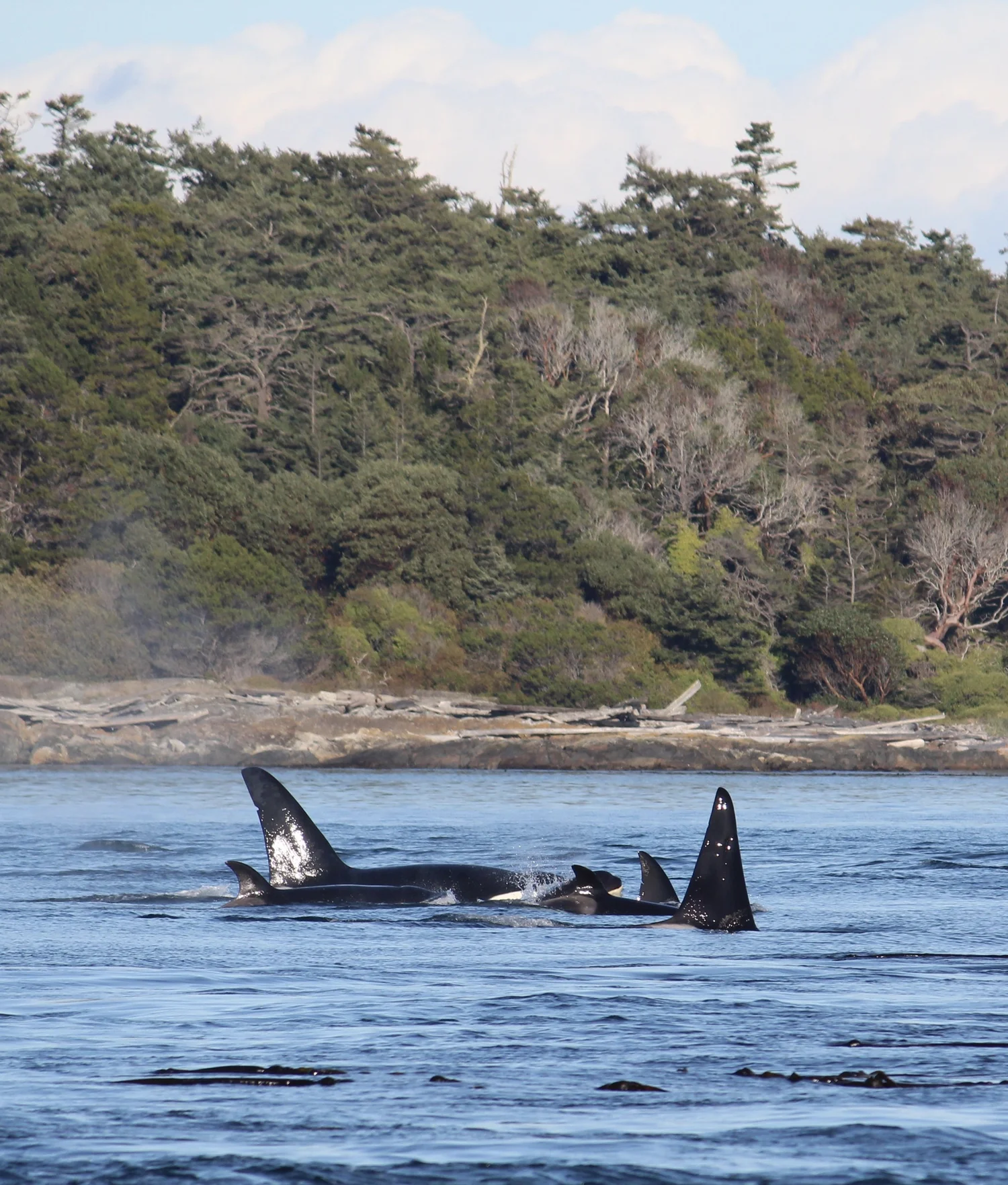 Transient Killer Whales — Orca Conservancy