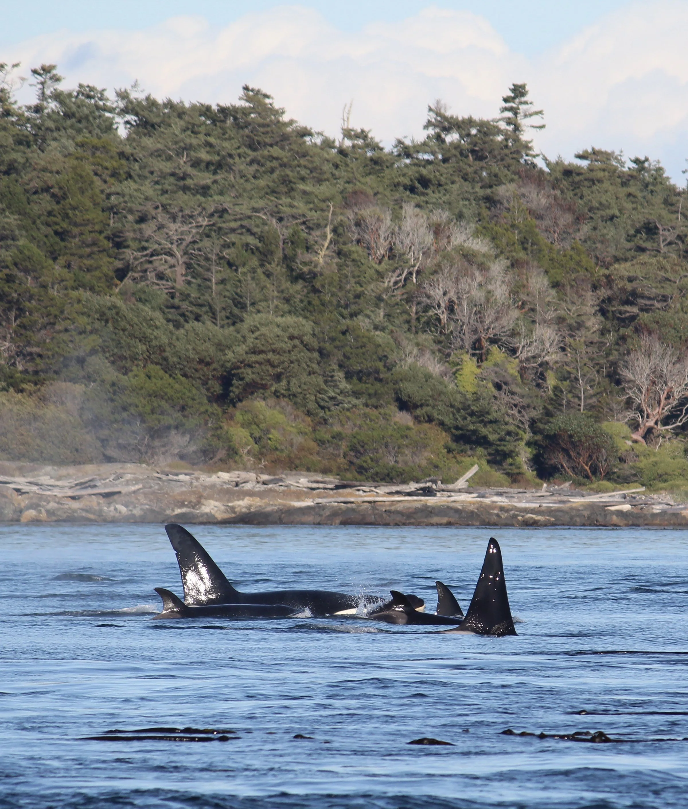 Transient Killer Whales — Orca Conservancy