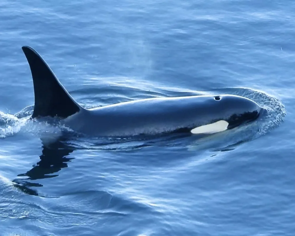 Meet the Southern Residents — Orca Conservancy