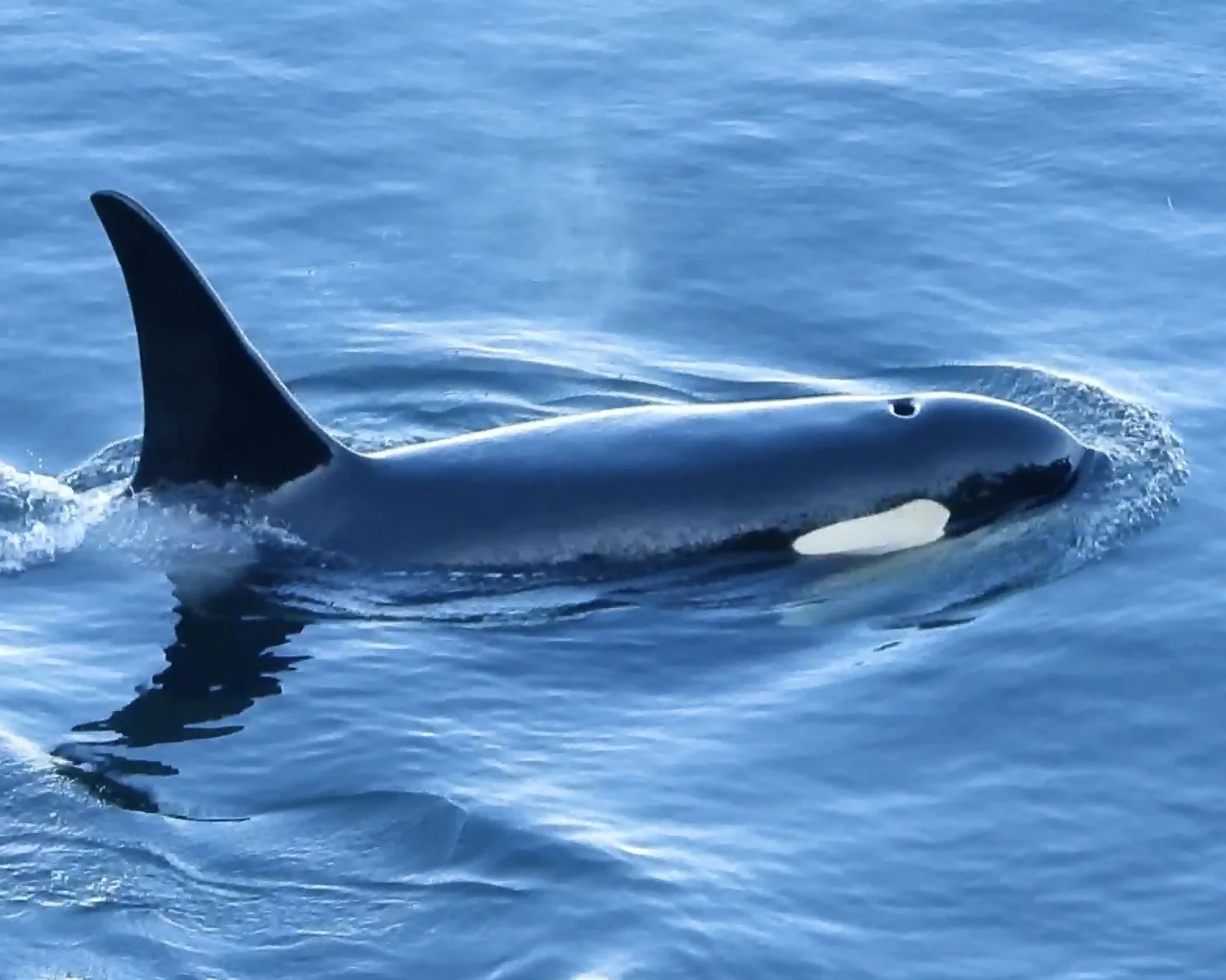 Meet the Southern Residents — Orca Conservancy