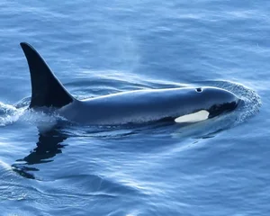 Meet the Southern Residents — Orca Conservancy