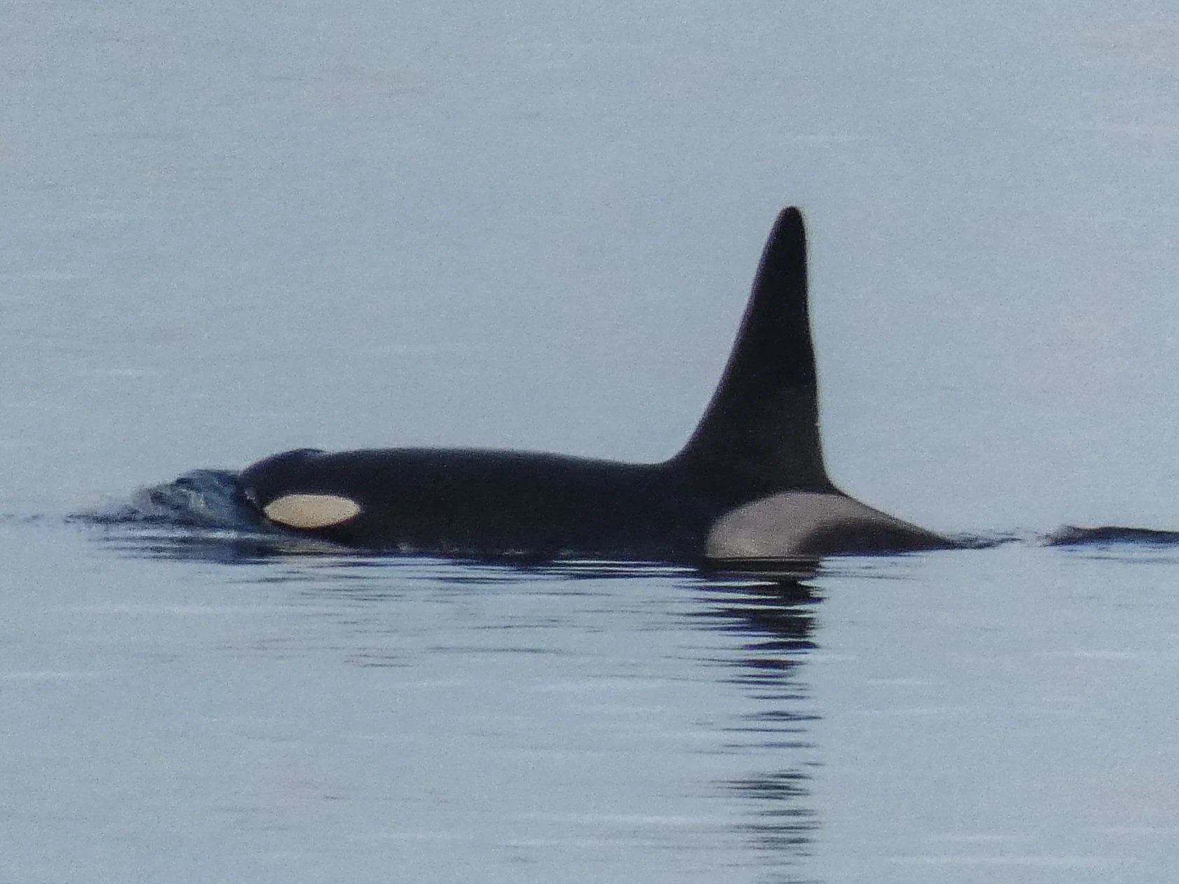 Meet the Southern Residents — Orca Conservancy