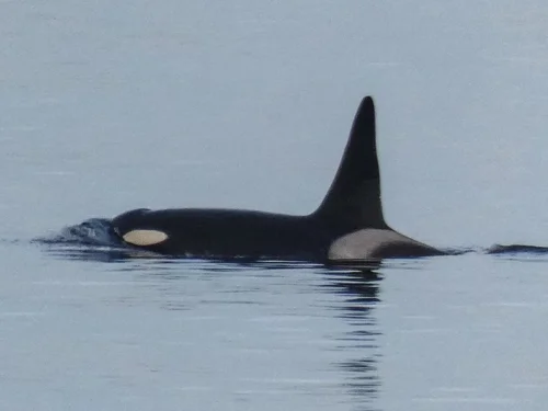 Meet the Southern Residents — Orca Conservancy