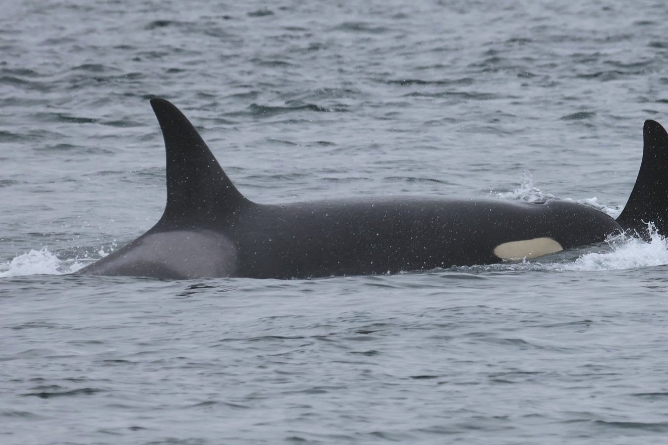 Meet the Southern Residents — Orca Conservancy
