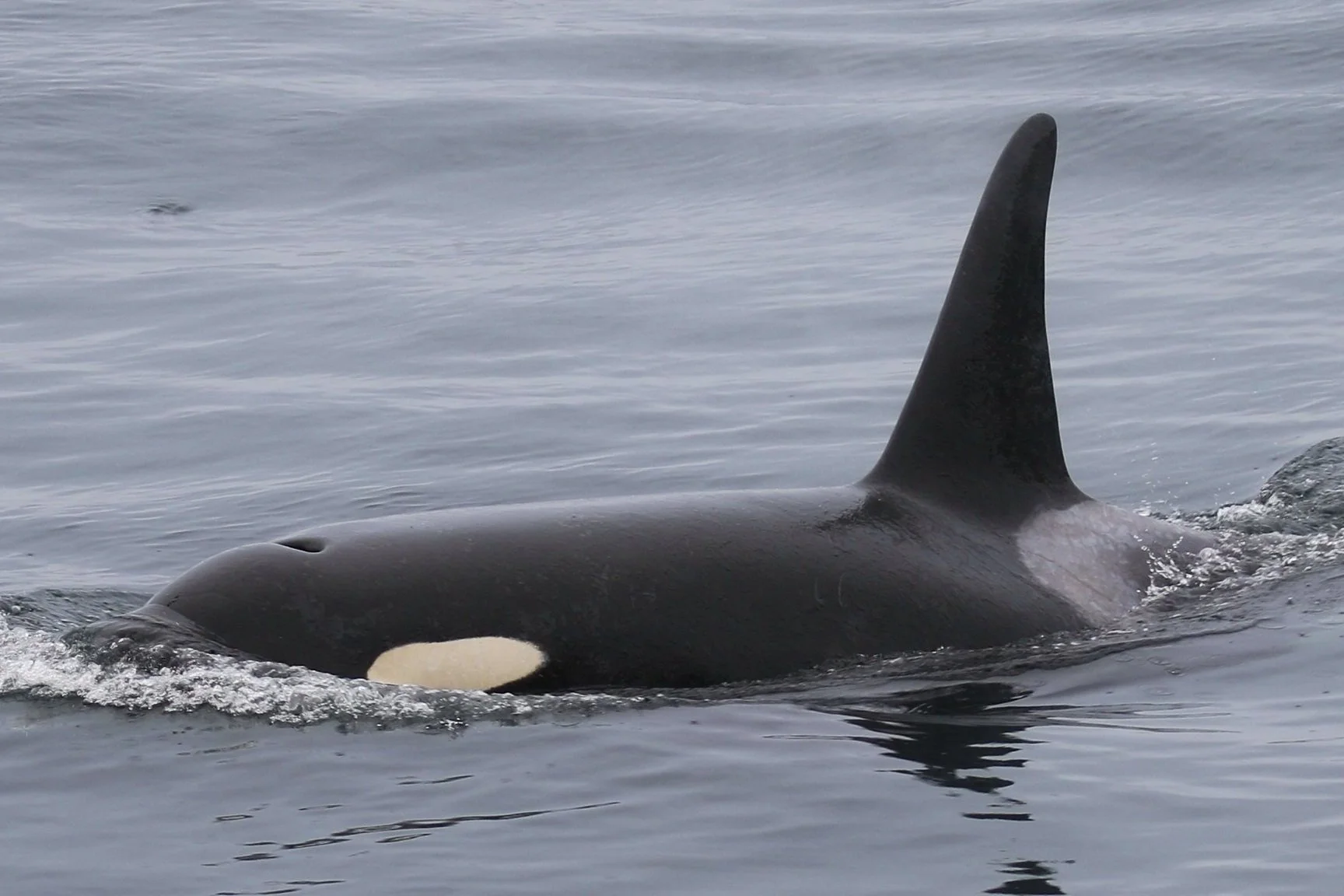 Meet the Southern Residents — Orca Conservancy