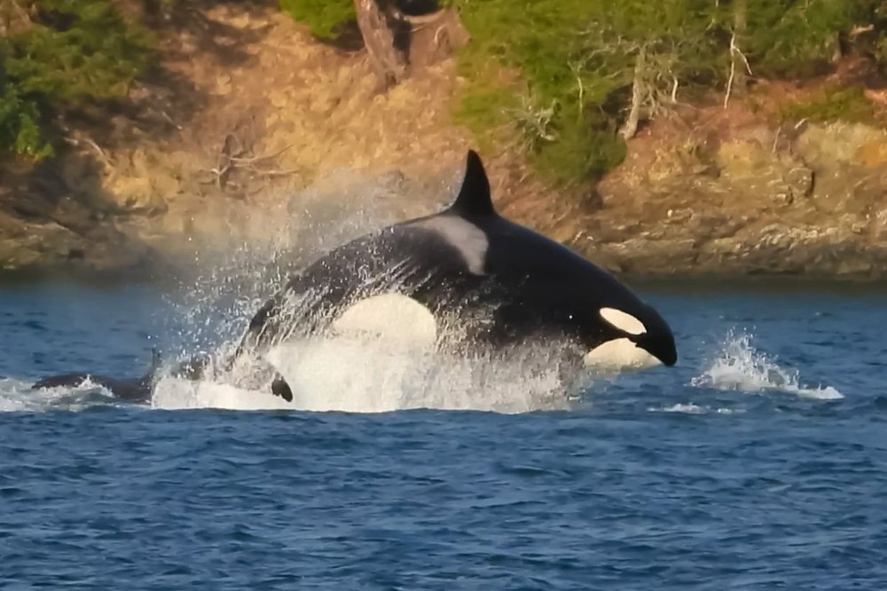 Transient Killer Whales — Orca Conservancy