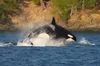 Transient Killer Whales — Orca Conservancy