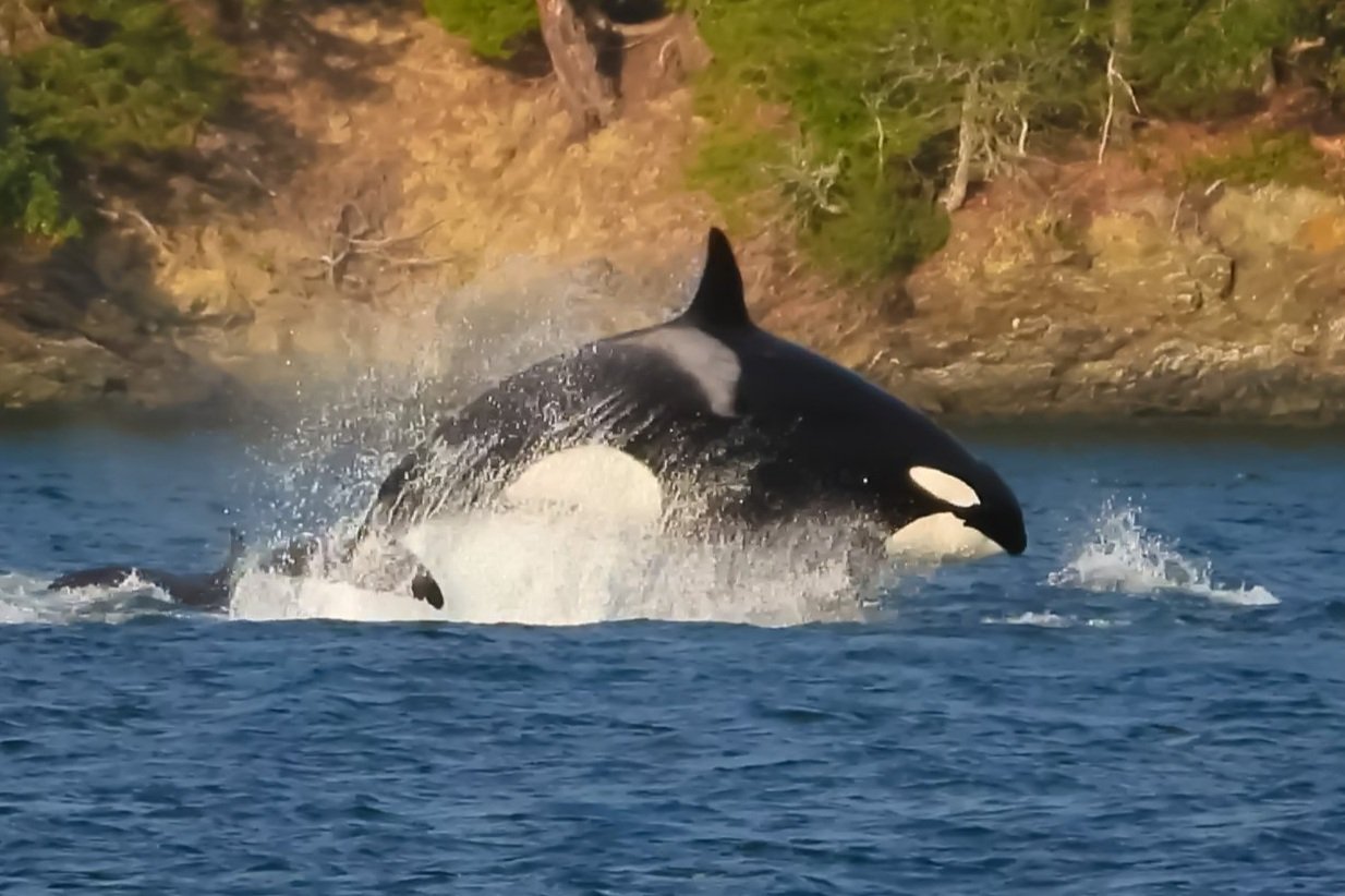 Transient Killer Whales — Orca Conservancy