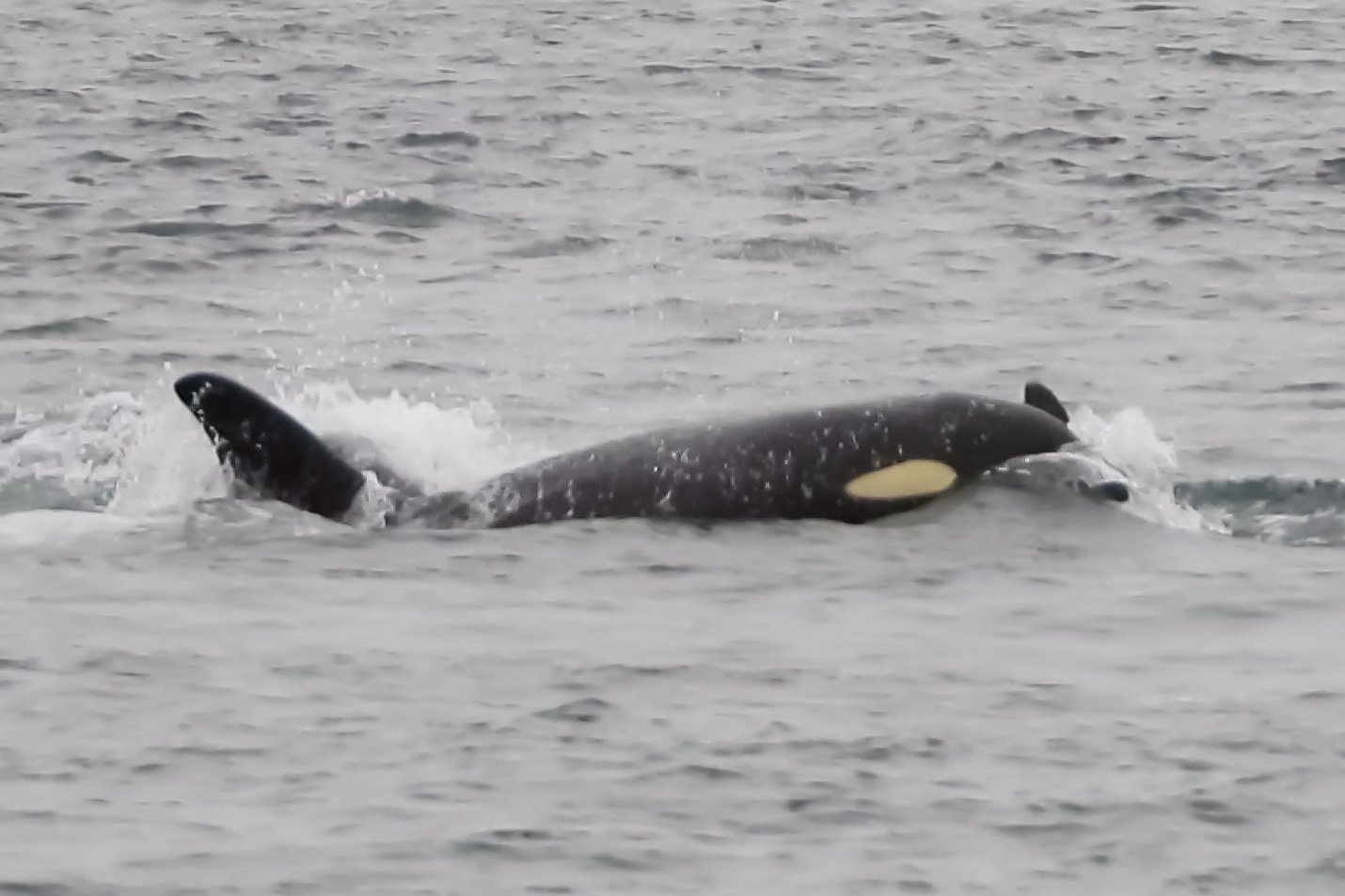Meet the Southern Residents — Orca Conservancy