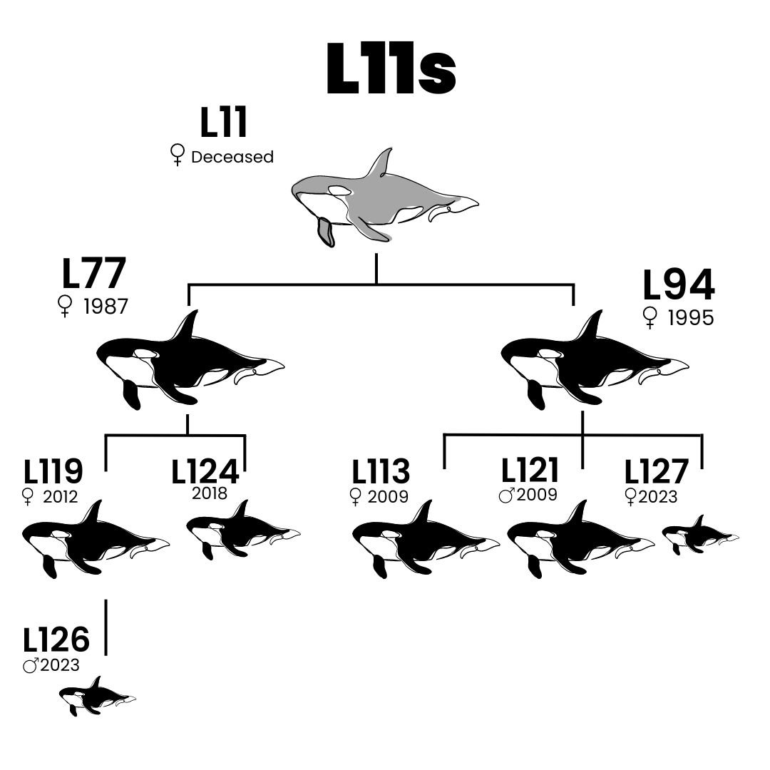 Meet the Southern Residents — Orca Conservancy