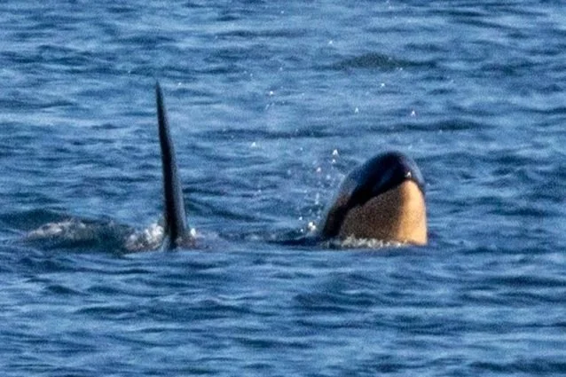 Meet the Southern Residents — Orca Conservancy