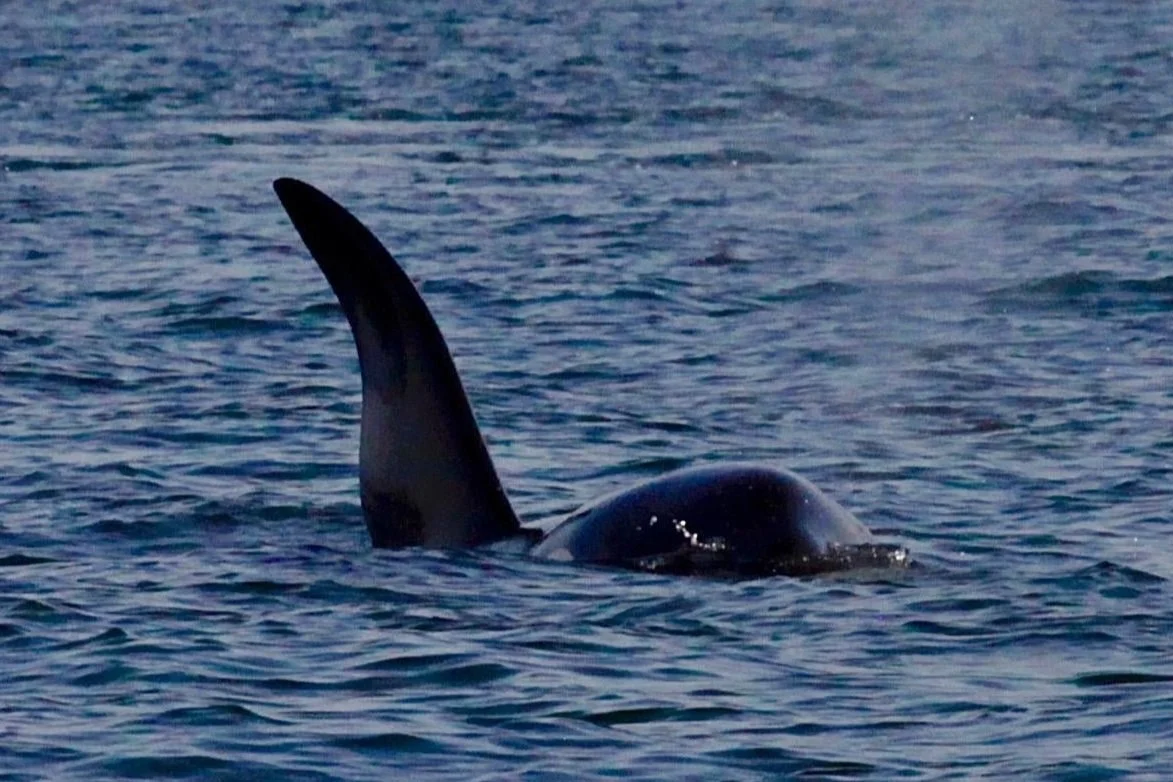 Transient Killer Whales — Orca Conservancy