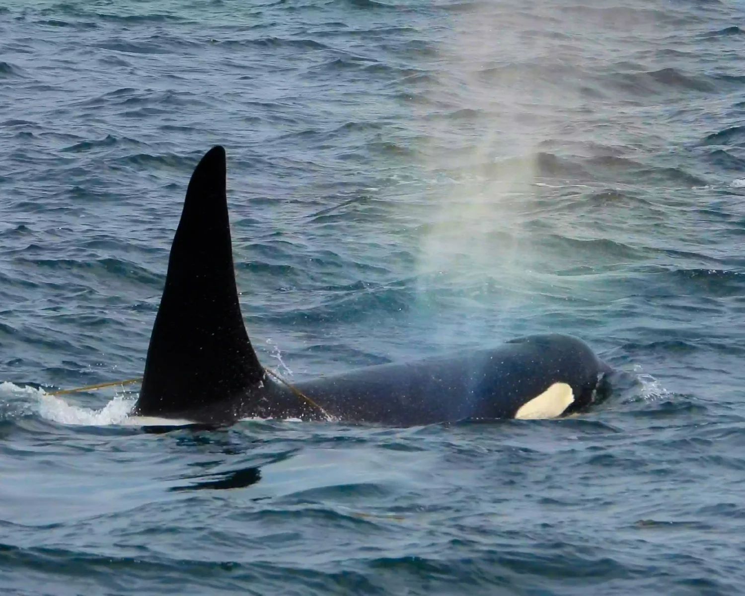 Conservation Policies — Orca Conservancy
