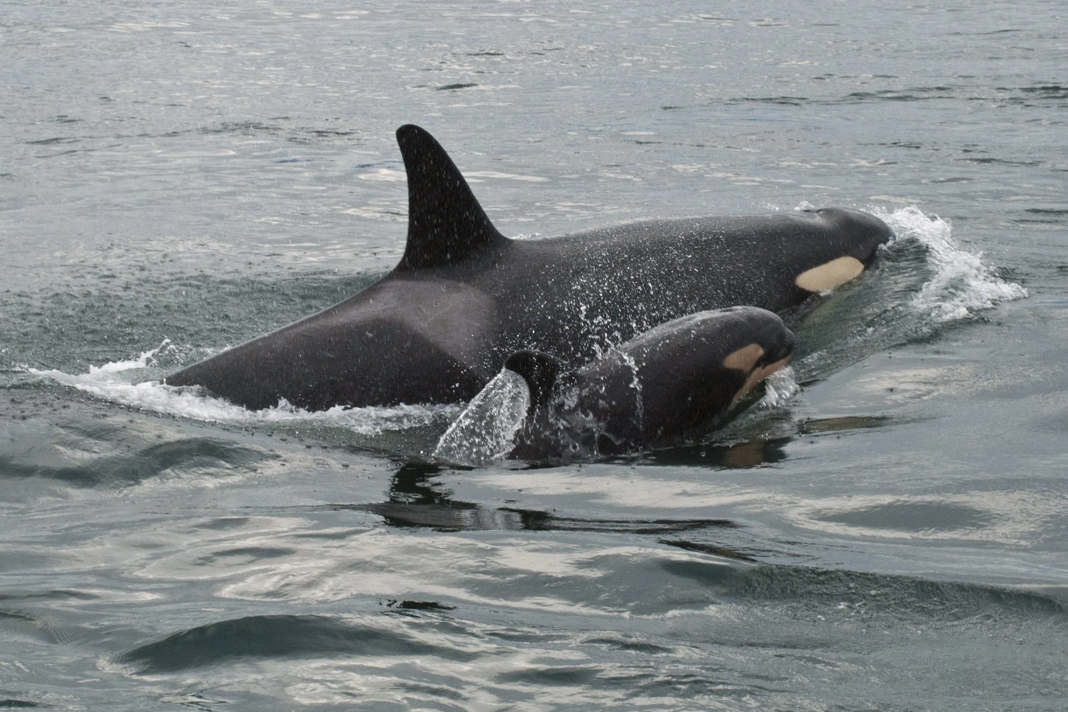 Meet the Southern Residents — Orca Conservancy