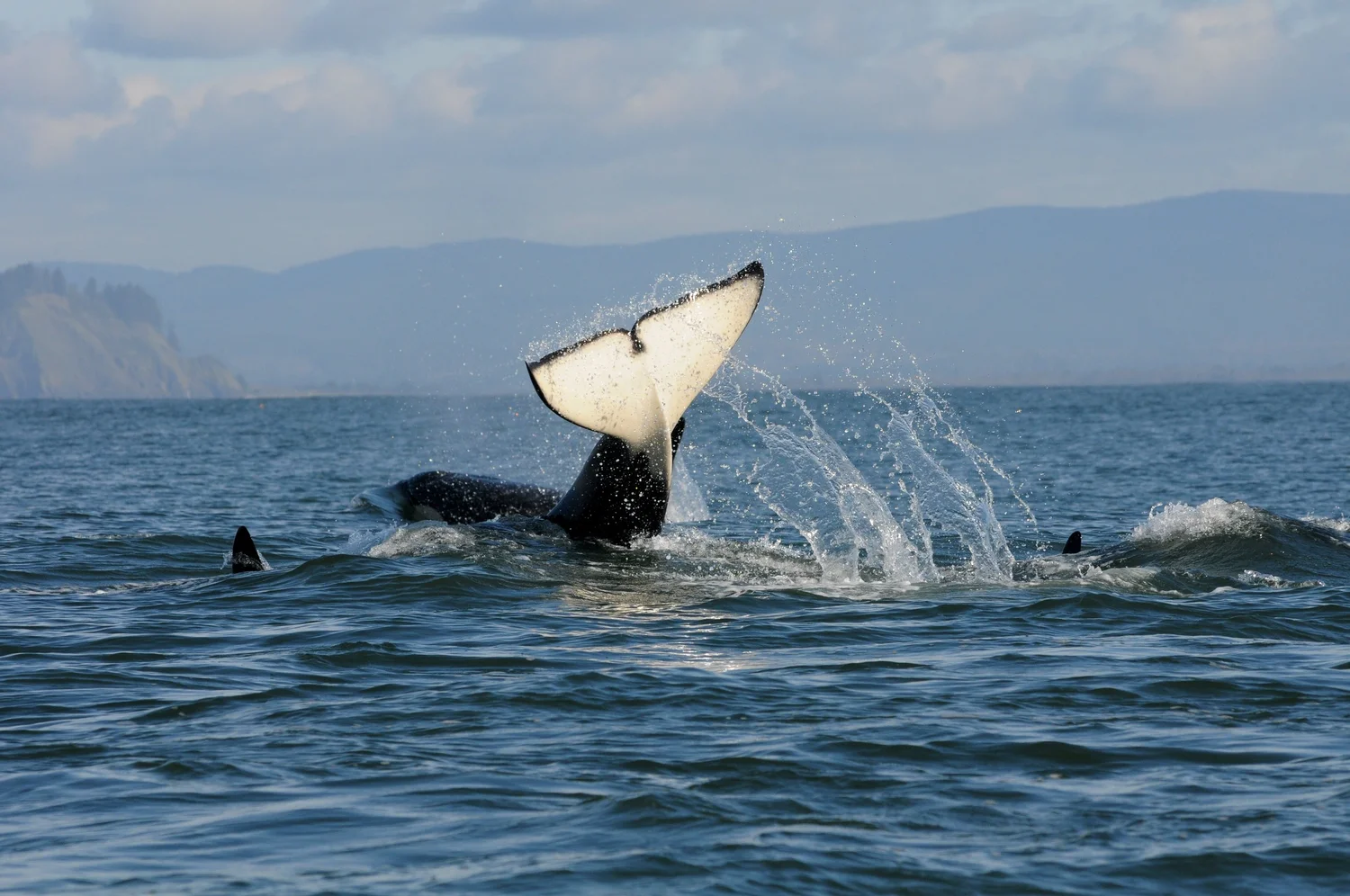 Store 1 — Orca Conservancy
