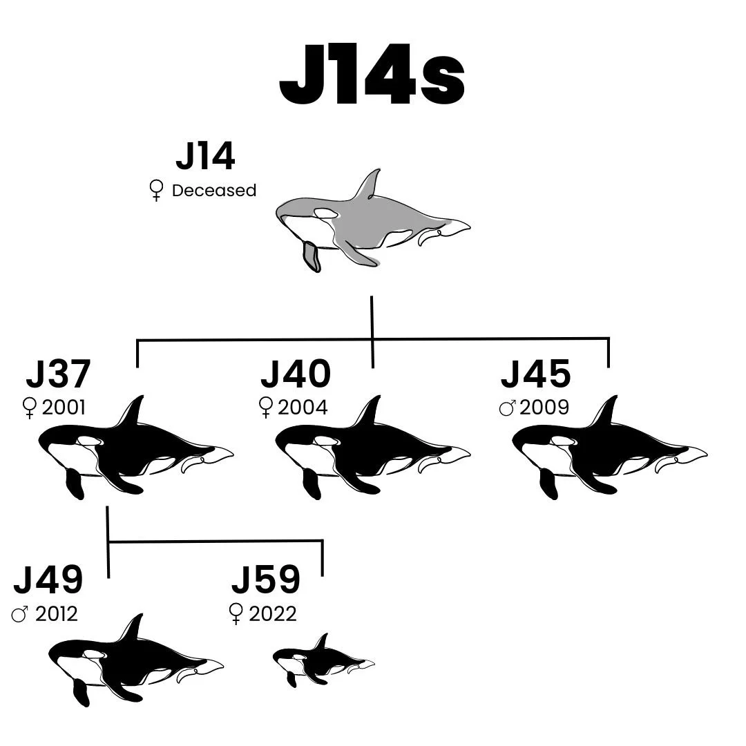 Meet the Southern Residents — Orca Conservancy