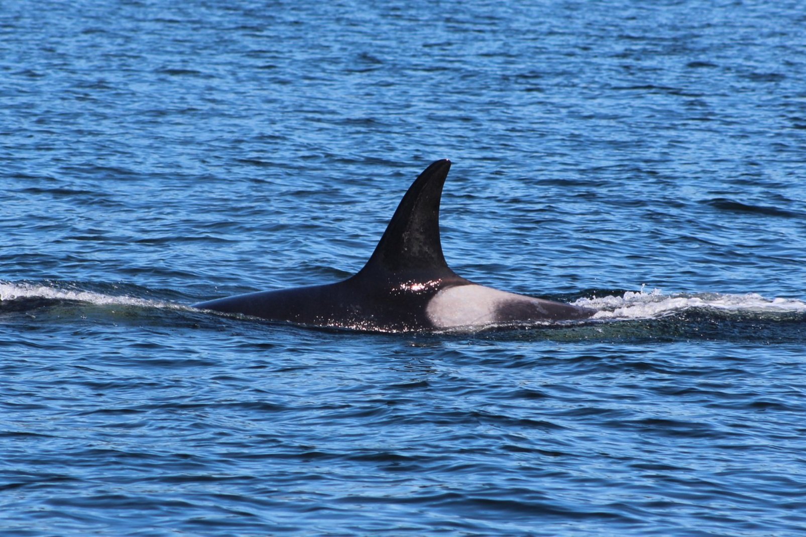 Meet the Southern Residents — Orca Conservancy