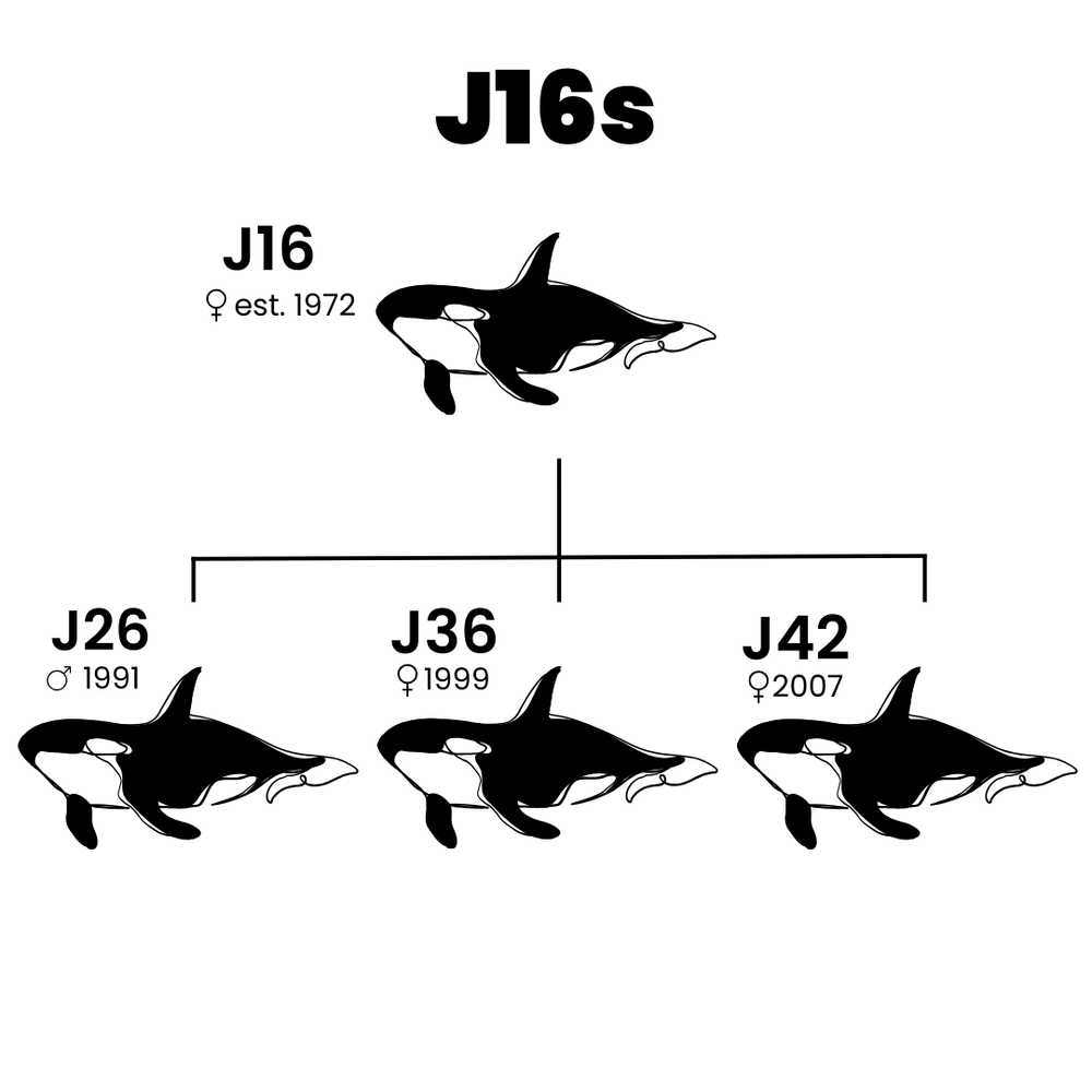 Meet the Southern Residents — Orca Conservancy