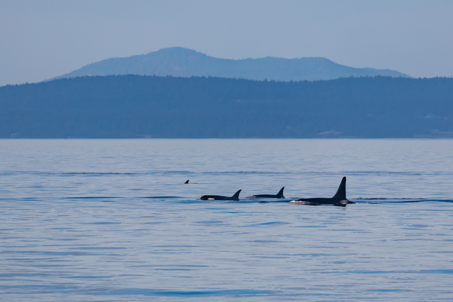 Volunteer Resources — Orca Conservancy