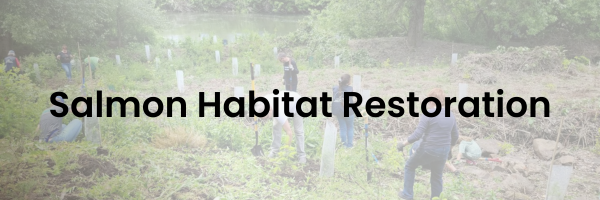 Berrydale Tree Forest Salmon Restoration Event — Orca Conservancy